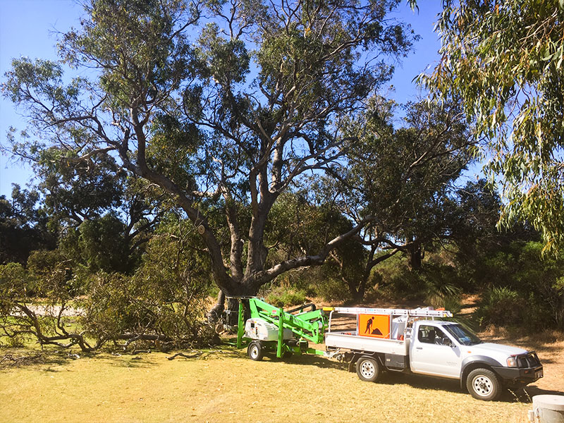 Advanced Arbor – Tree Pruning Perth