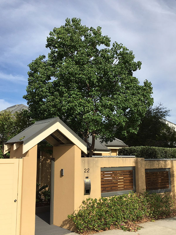 Photo Gallery – Advanced Arbor