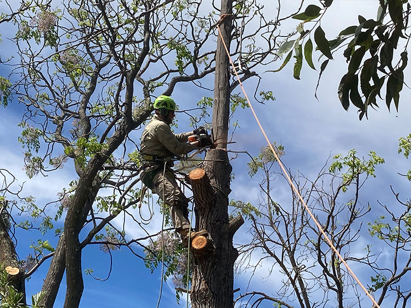 Photo Gallery – Advanced Arbor