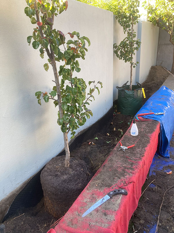 Photo Gallery – Advanced Arbor