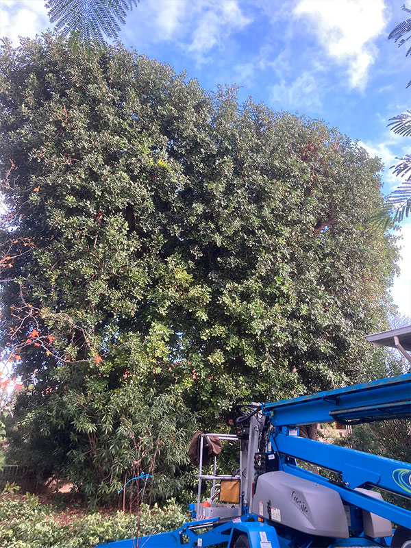 Photo Gallery – Advanced Arbor