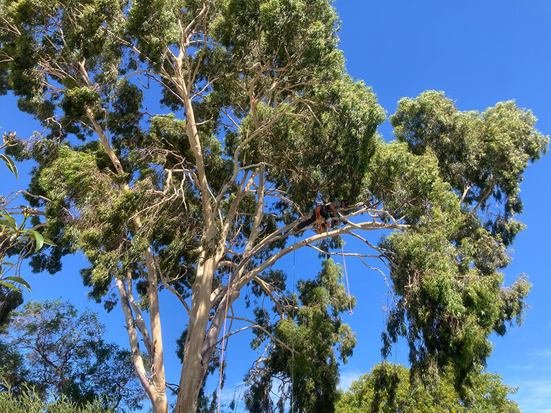 Photo Gallery – Advanced Arbor