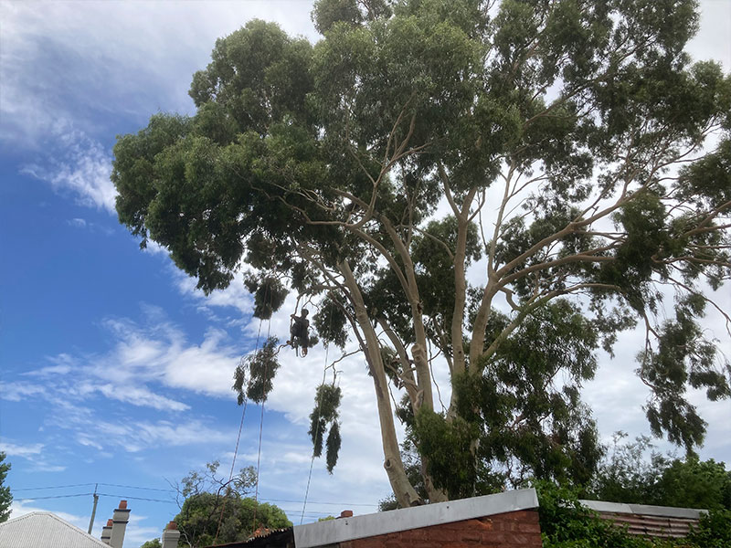 Photo Gallery – Advanced Arbor